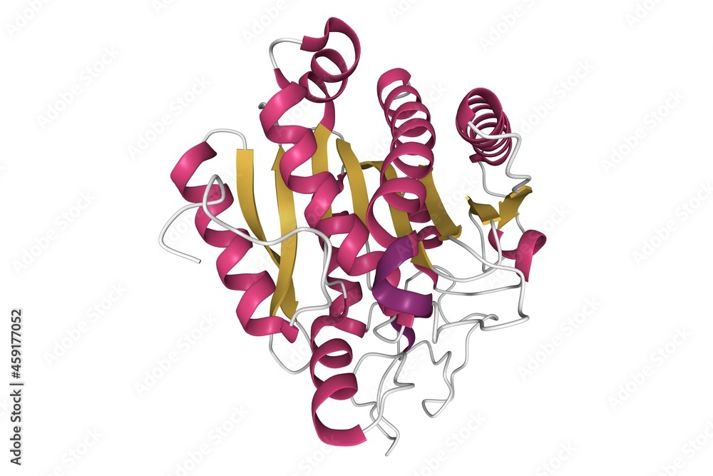 Crystal structure of human carboxypeptidase A1, 3D cartoon model ...