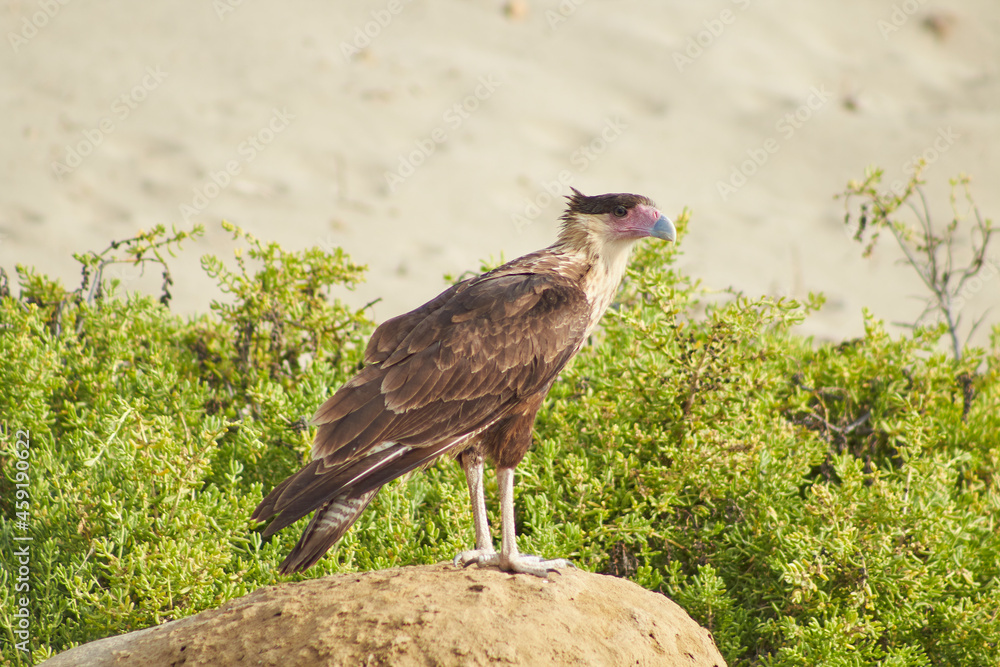 Caracho Norteño en los Humedales de Piedritas, Talara, Perú. Stock ...