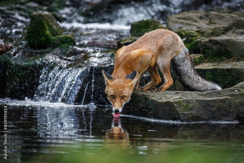 Thirsty fox. Red fox, Vulpes vulpes, drinks fresh water from forest ...