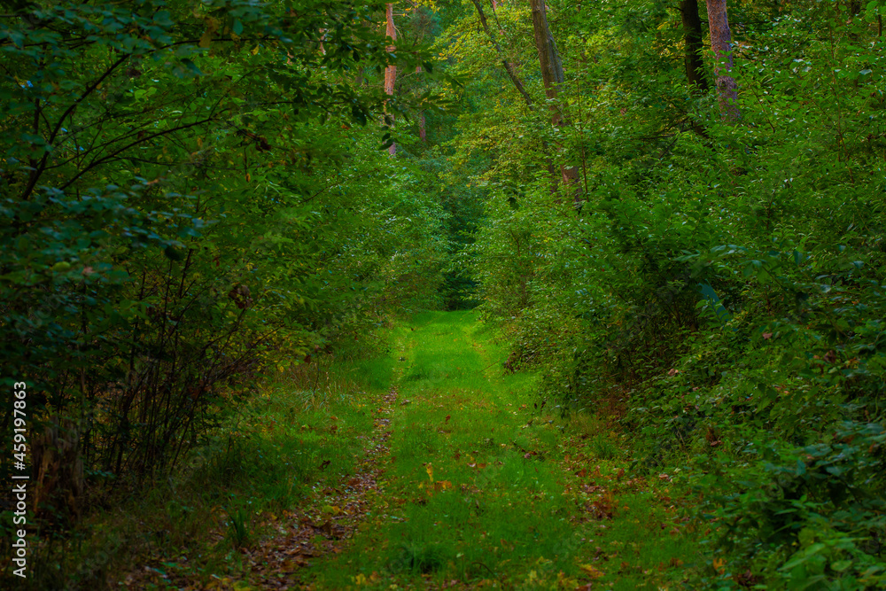Forest path at the beginning of autumn in a mixed forest, forest path ...