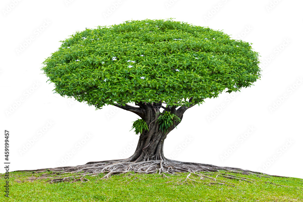 Banyan tree with braided roots of large isolated on white background ...