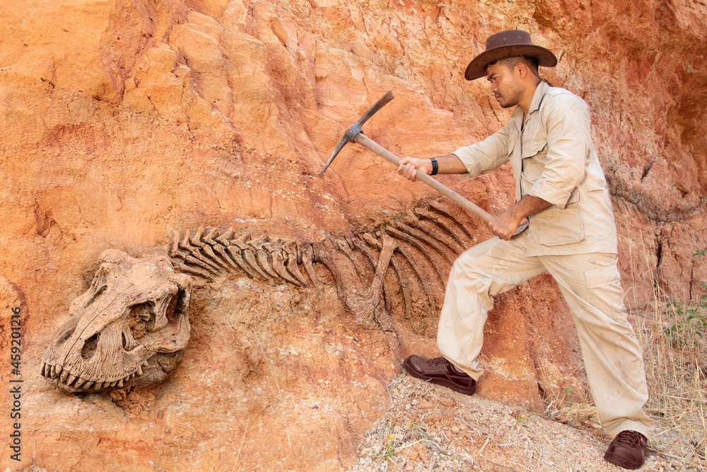Archeologist works on an archaeological site with dinosaur skeleton in ...