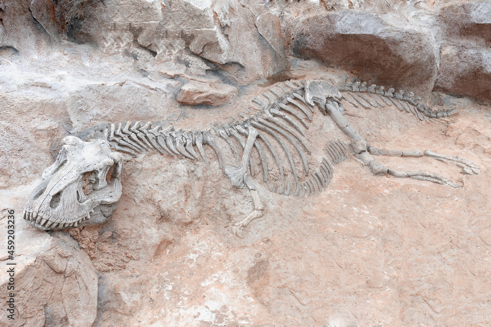Dinosaur skeleton in ground stone Fossil Tyrannosaurus archaeological ...