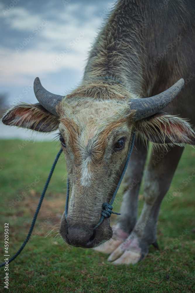 Male Bufallo with a sky background with green grass Stock Photo | Adobe ...