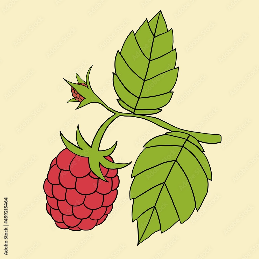Doodle freehand outline sketch drawing of raspberry fruit. Stock Vector ...