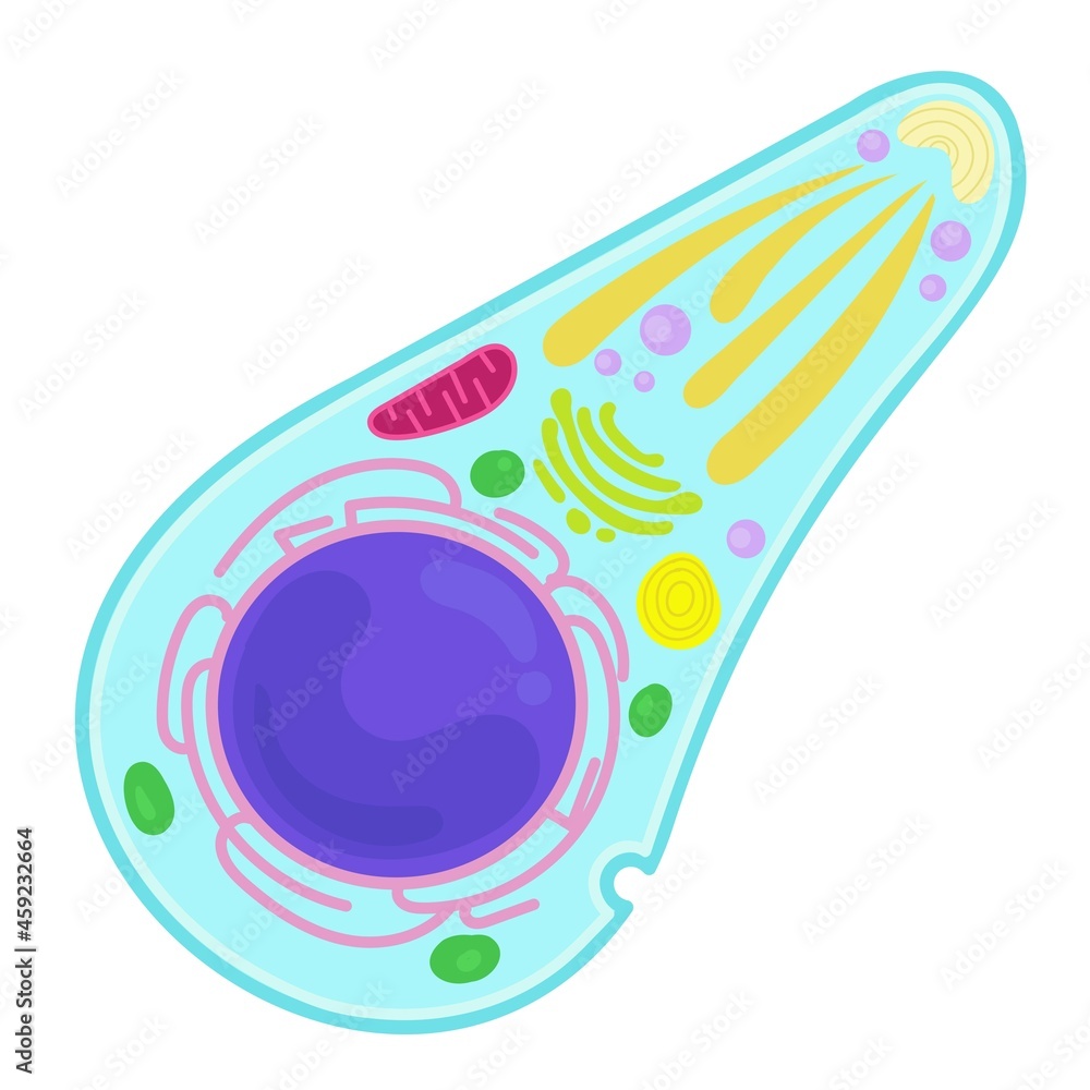Toxoplasma gondii is a protozoan parasite. Stock ベクター | Adobe Stock