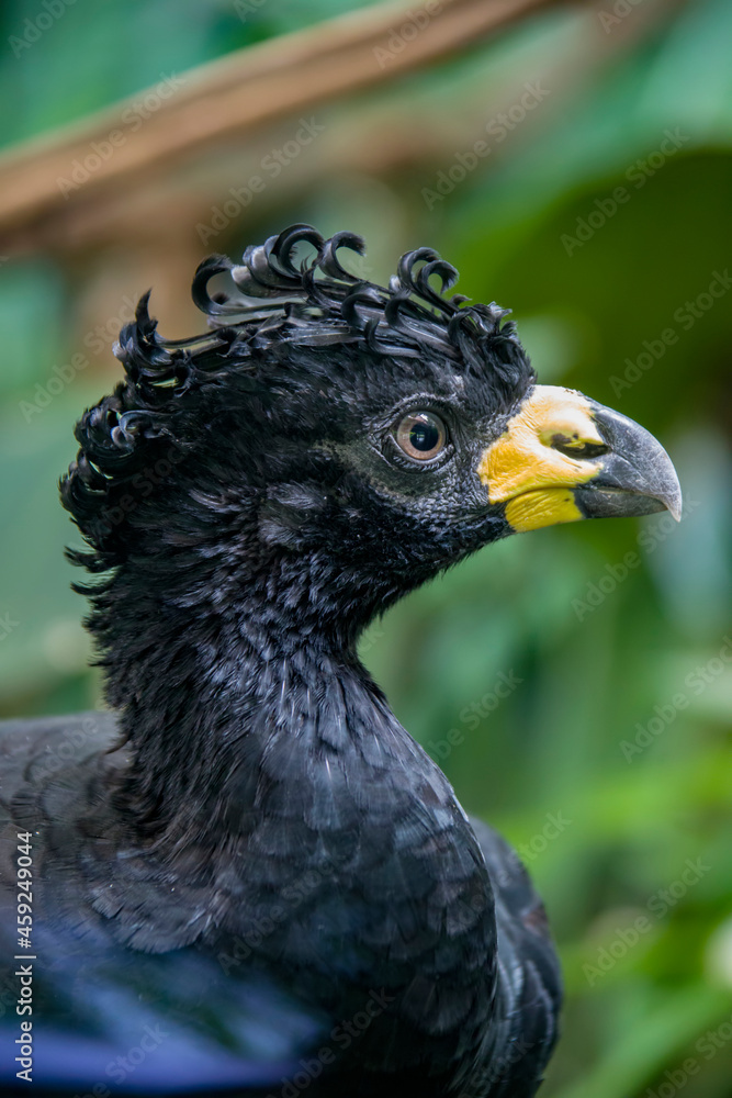 A male bare-faced curassow (Crax fasciolata). It is a species of bird ...
