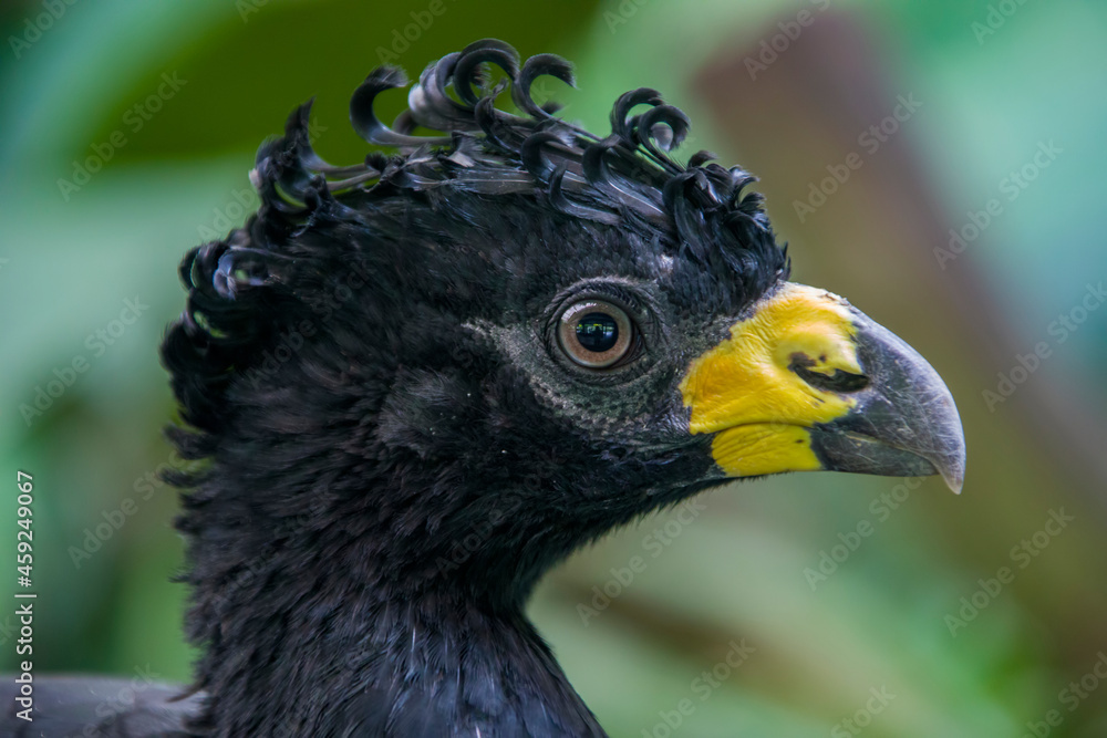 A male bare-faced curassow (Crax fasciolata). It is a species of bird ...
