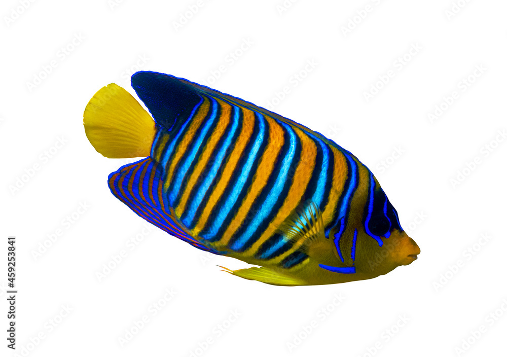 Royal Angelfish (Regal Angel Fish), coralfish isolated on a white ...