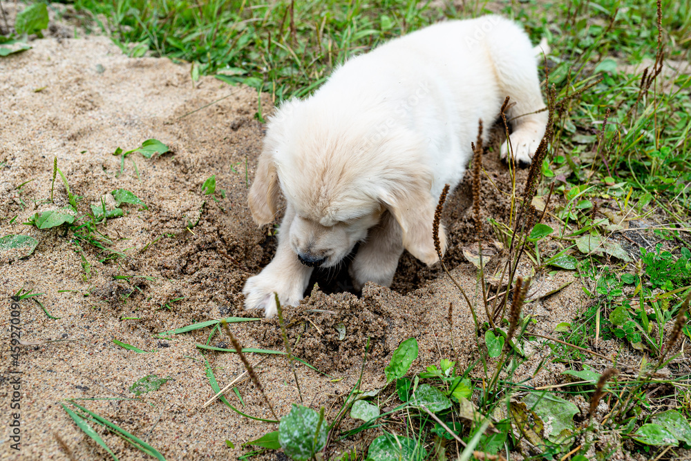 A male golden retriever puppy is digging a hole in a pile of sand in ...