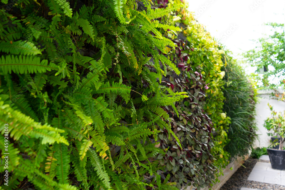 Sword Fern, Fishbone Fern leaves green foliage natural floral fern, a ...