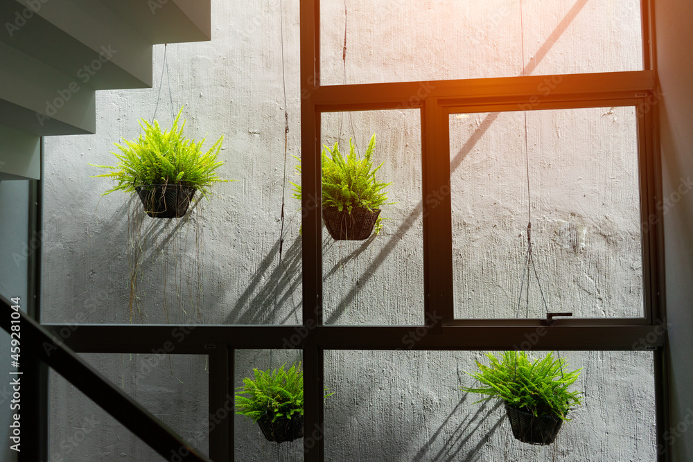 Sword Fern,Fishbone Fern,leaves Edible-stemed Vine in the flowerpots to ...