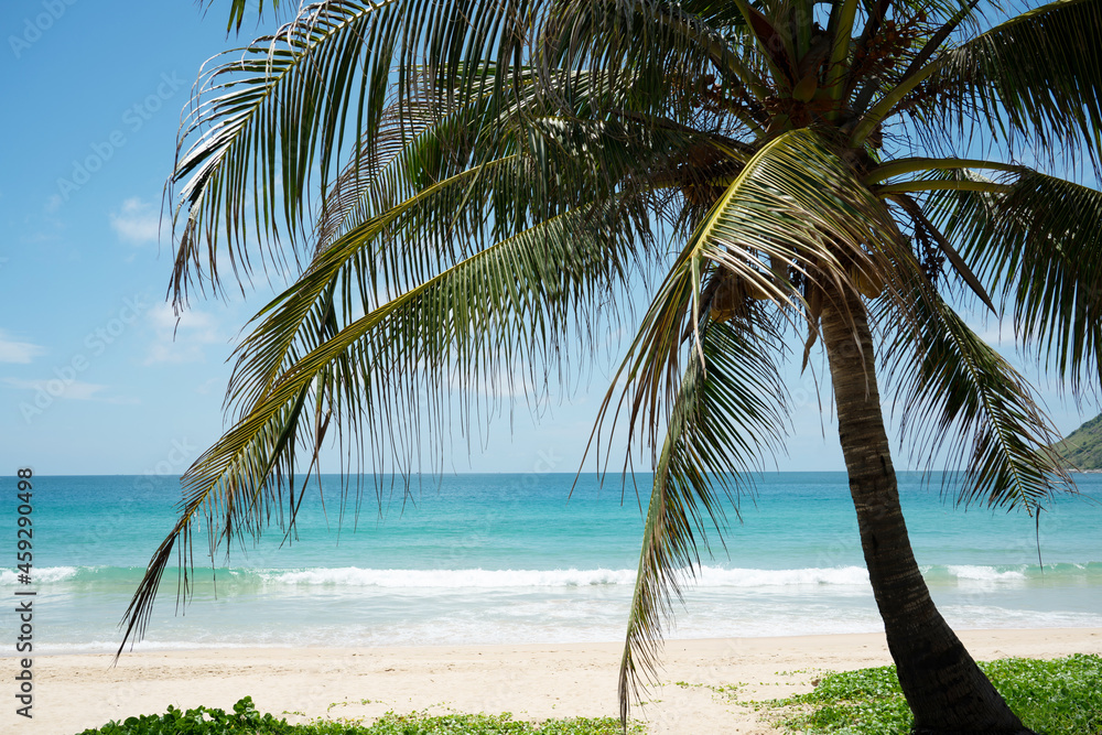 Coconut trees on beach on island blue sky and clouds background.. Stock ...