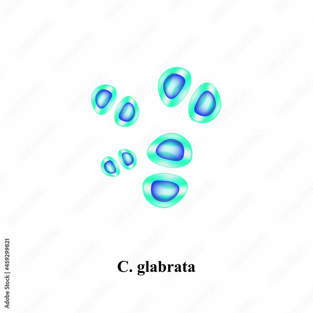 C. glabrata candida. Pathogenic yeast-like fungi of the Candida type ...