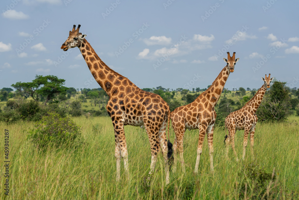 Poster Northern Giraffe - Giraffa camelopardalis, Cute member of ...