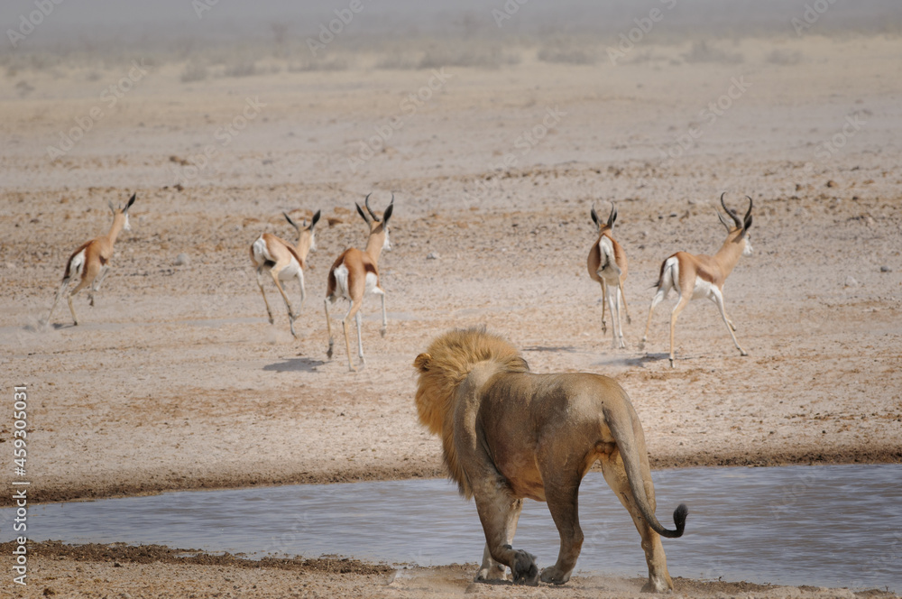 Lion running after springboks Stock Photo | Adobe Stock