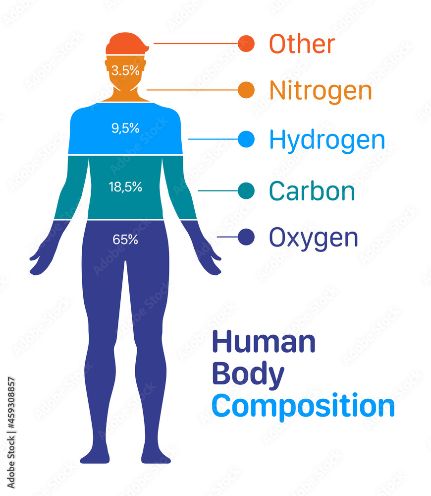 Human body composition chart vector illustration. List of chemical ...