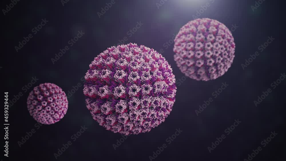 Human papillomavirus. Representation of viruses that cause human ...