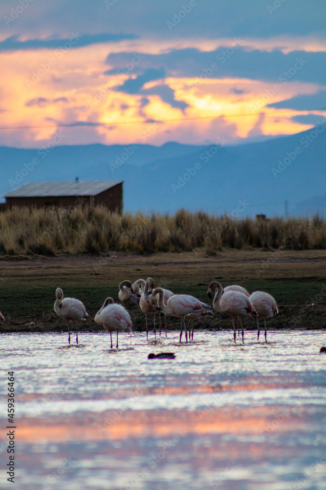 Foto de Parihuanas o flamencos andinos en una laguna 2 do Stock | Adobe ...