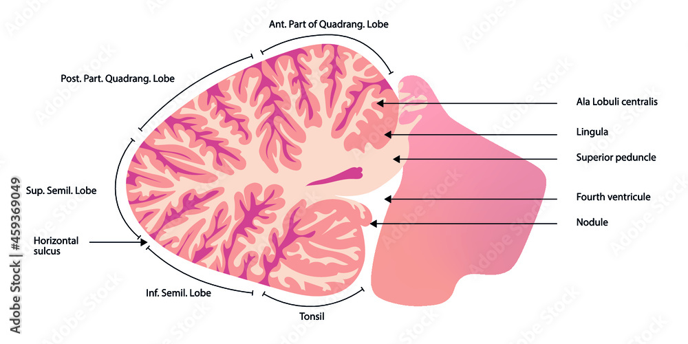 Cerebellum. Sagittal section of the cerebellum. Anatomy structures ...