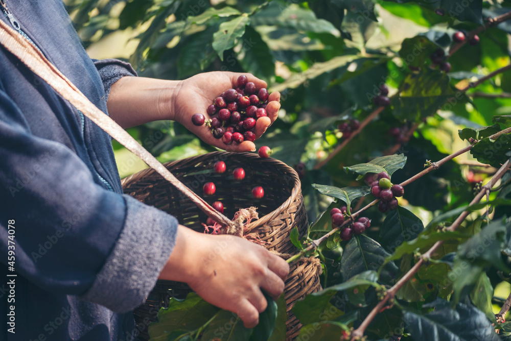 Man Hands harvest coffee bean ripe Red berries plant fresh seed coffee ...