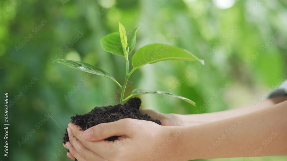 planting trees for Replace trees that have been cut down. A woman is ...