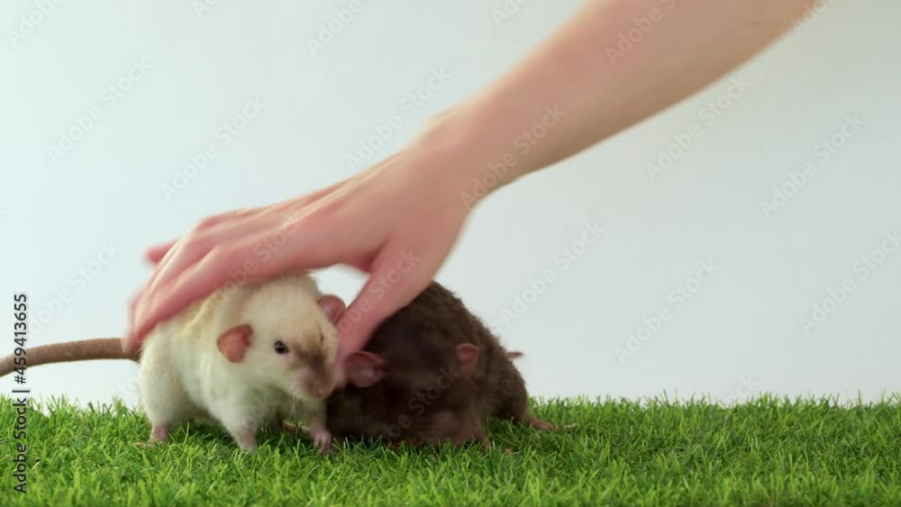 Hands play with domestic dumbo rats on green grass and white background ...