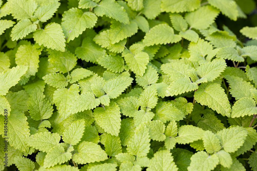 Lemon balm (Melissa officinalis). The leaves are used as a herb, in ...