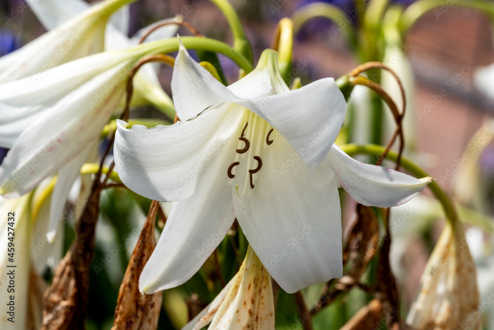 Crinum x Powellii alba a summer autumn fall flowering bulbous plant ...