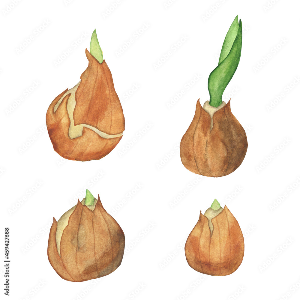 Tulip bulb collection isolated on white background. Watercolor hand ...