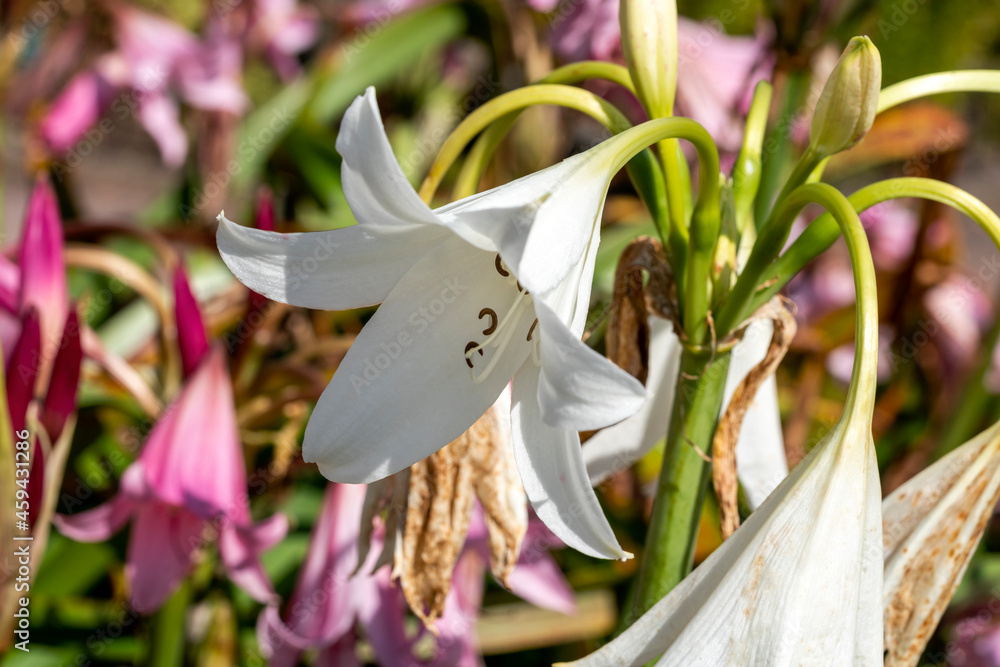 Crinum x Powellii alba a summer autumn fall flowering bulbous plant ...