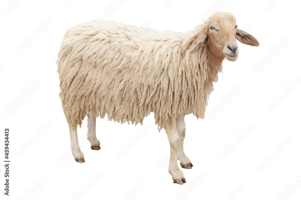 The Sheep full body standing isolated on white background with clipping ...