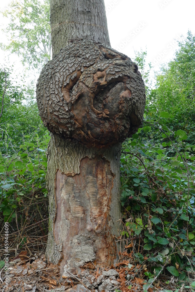 Large canker, bulge on tree trunk of a fraxinus ash tree (Fraxinus ...