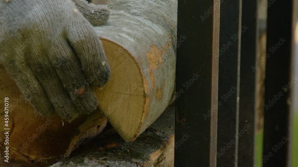 Stacking timber in an iron stand. Firewood ready for sawing. Lumberjack ...