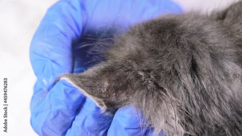 Close-up of a receding hairline on a cat's ear. Microsporia or lichen ...