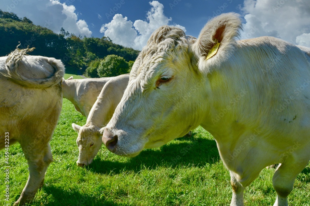 Charolais-Rinder des Ökobauern auf der Weide im süddeutschen ...