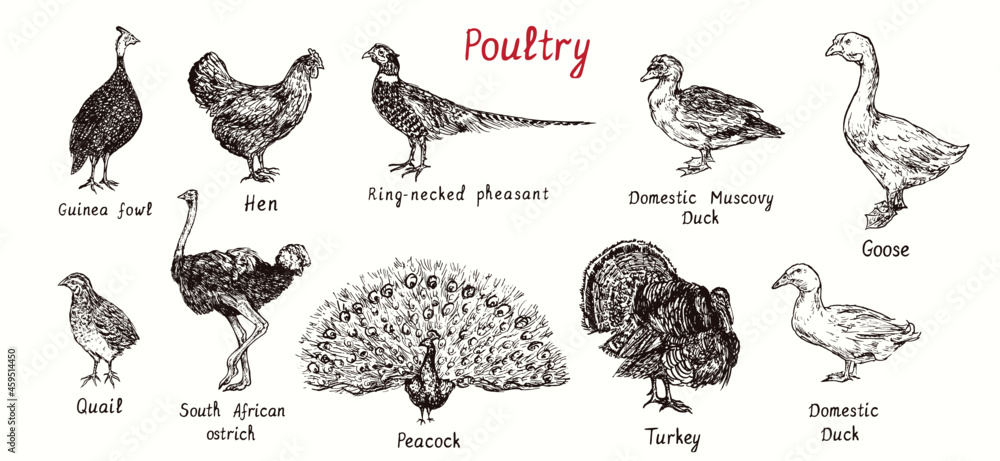 Poultry large collection, isolated birds with inscriptions. Ink black ...
