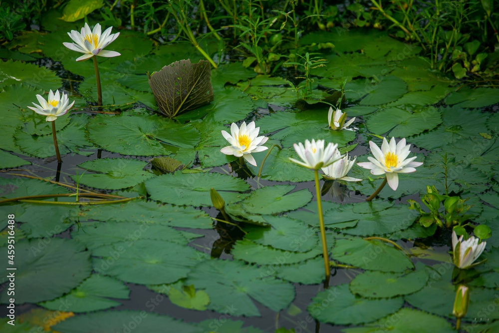 Water Lily (Nymphaeaceae, water lilies, lilly) blooming in pond. Rivers ...