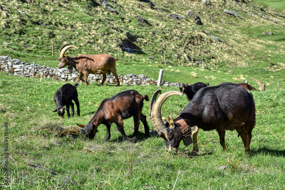 Pinzgauer Ziege, Ziege, Gebirgsziege, Horn, Hörner, Ziegenbock ...