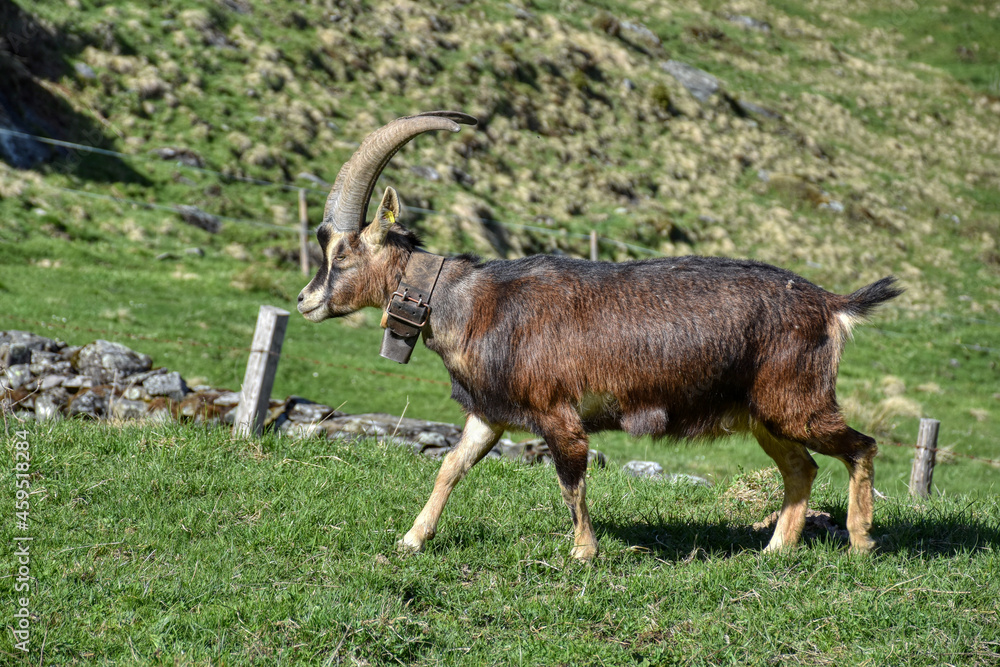 Pinzgauer Ziege, Ziege, Gebirgsziege, Horn, Hörner, Ziegenbock ...