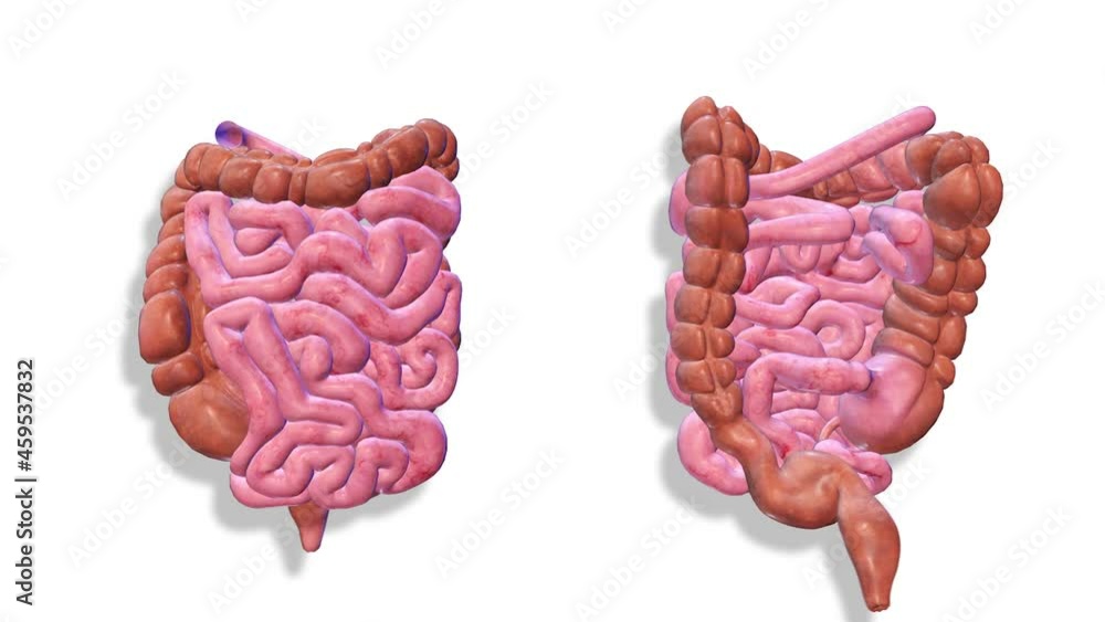 Intestines, internal organs 3D render, anatomy of the human body, white ...