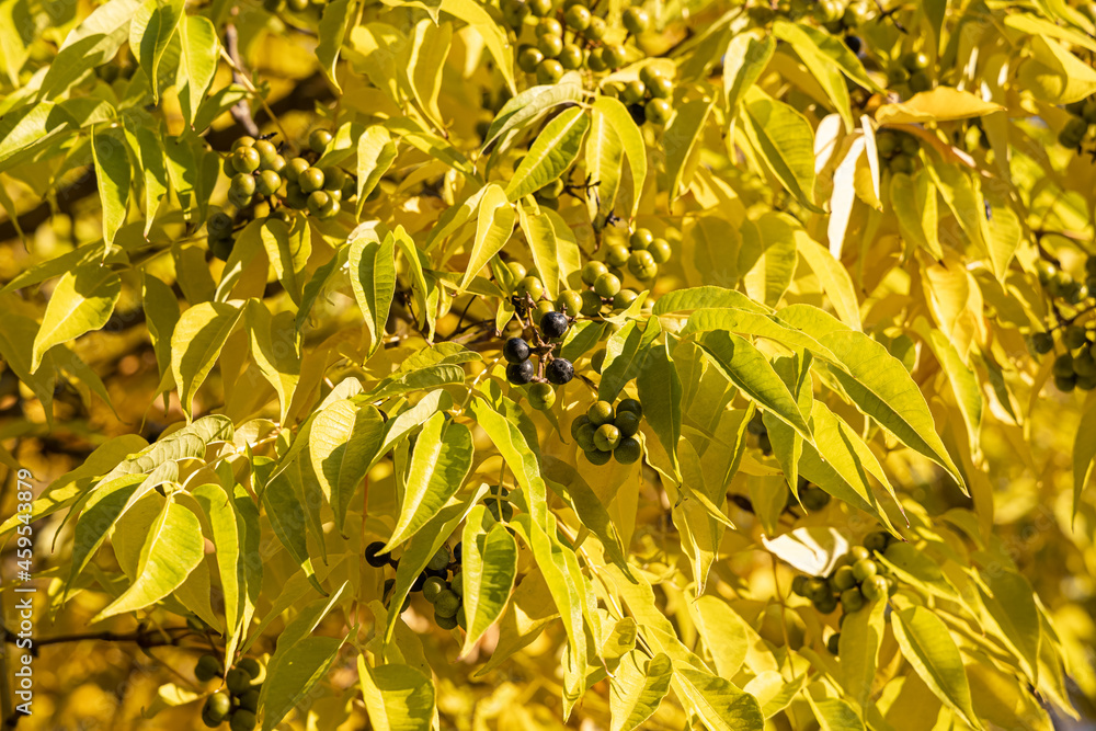 Bright beautiful yellow texture of Phellodendron amurense or Sakhalin ...