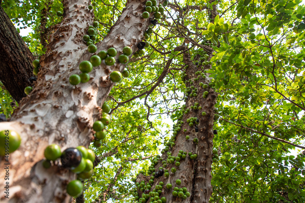 Jabuticaba, beautiful details of a jabuticaba tree loaded with still ...