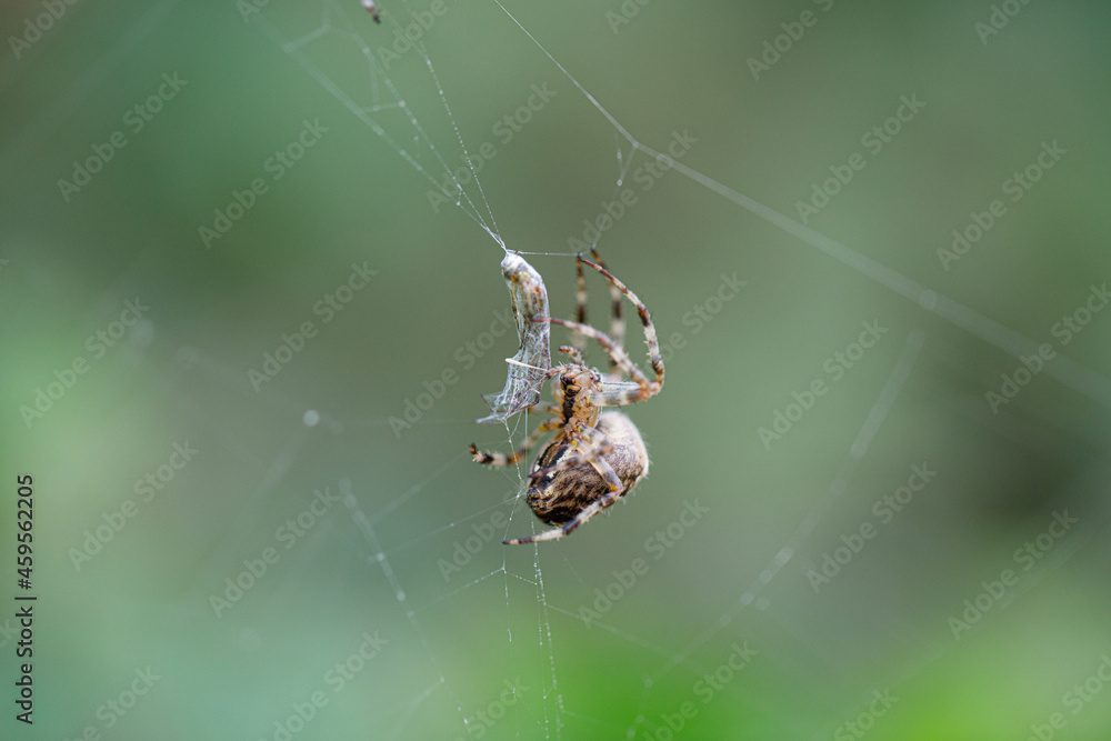 fat spider has just caught its prey in a spider web Stock Photo | Adobe ...
