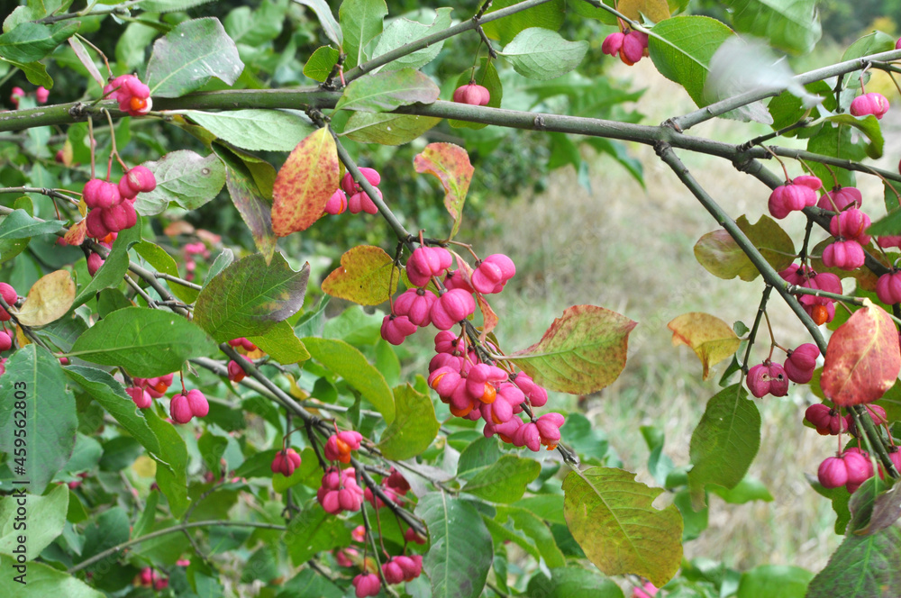 On a branch of euonymus europaeus ripened fruits with boxes Stock Photo ...