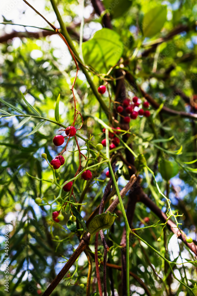 Pink Peppercorn Plant