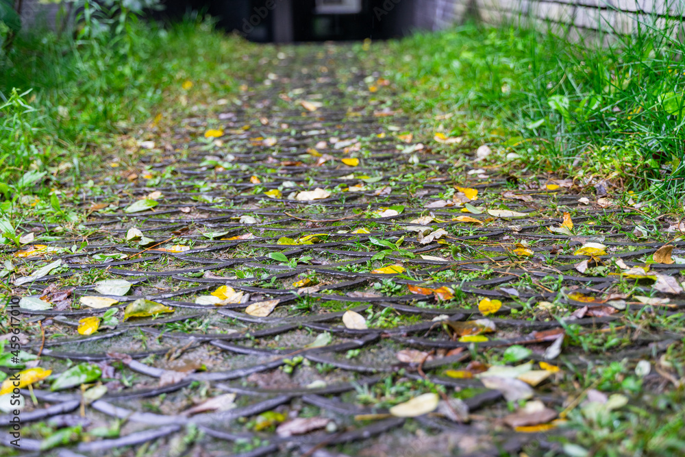 Fallen leaves on the ground outdoors in rainy autumn weeds Stock Photo ...