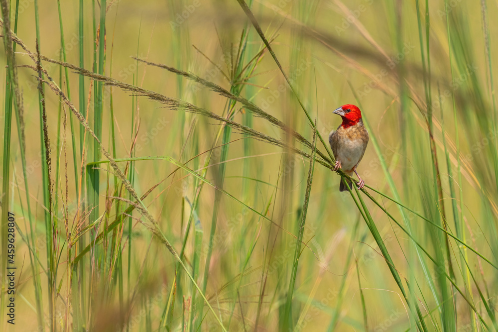 Red-headed Quelea - Quelea erythrops, beautiful colored weaver from ...