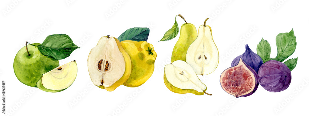 Watercolor clip art. Fruits: apple, quince, pear, fig. Hand drawing ...