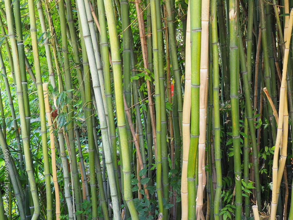 Bambusa bamboo is a genus of perennial evergreens in the Poaceae family ...